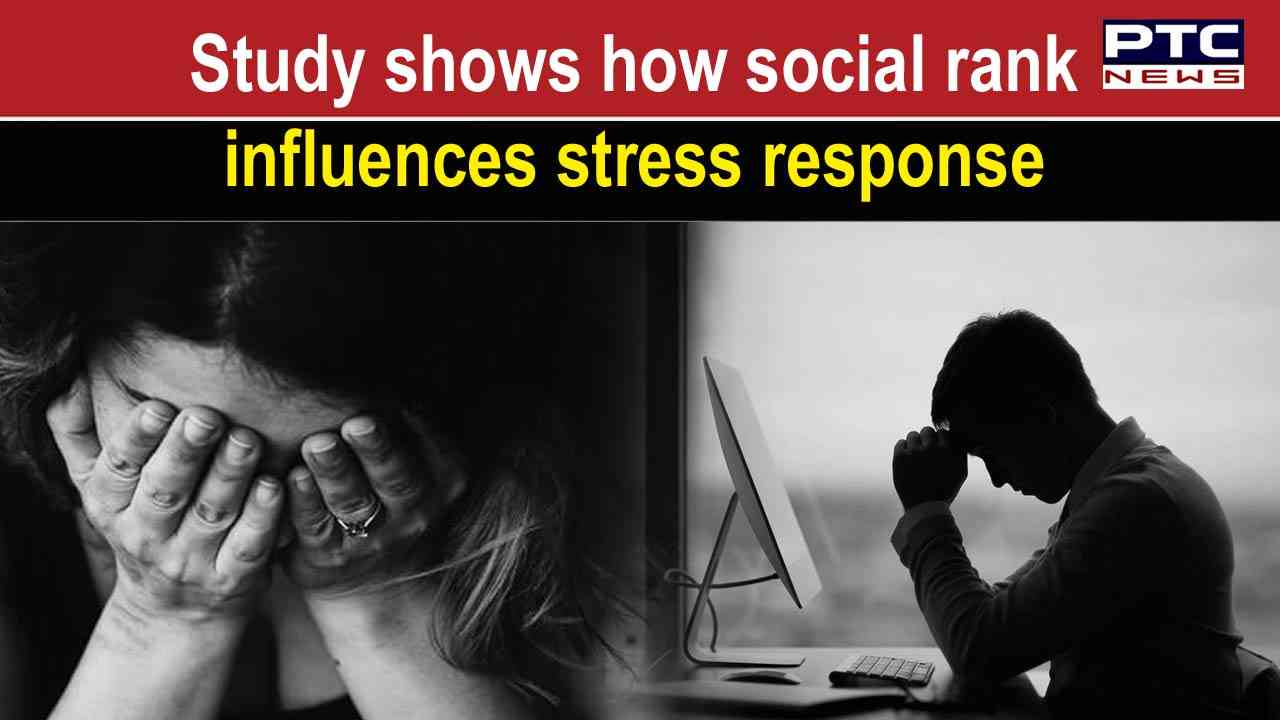 Study shows how social rank influences stress response | News Ticker ...