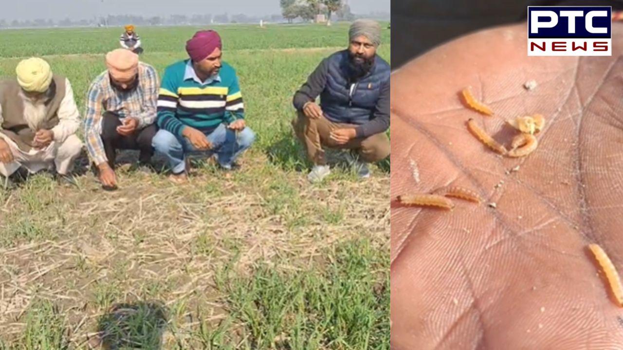 Gulabi Sundi Attack : ਹੁਣ ਪੰਜਾਬ ਦੇ ਕਿਸਾਨਾਂ ਨੂੰ ਗੁਲਾਬੀ ਸੁੰਡੀ ਨੇ ਸਤਾਇਆ ...